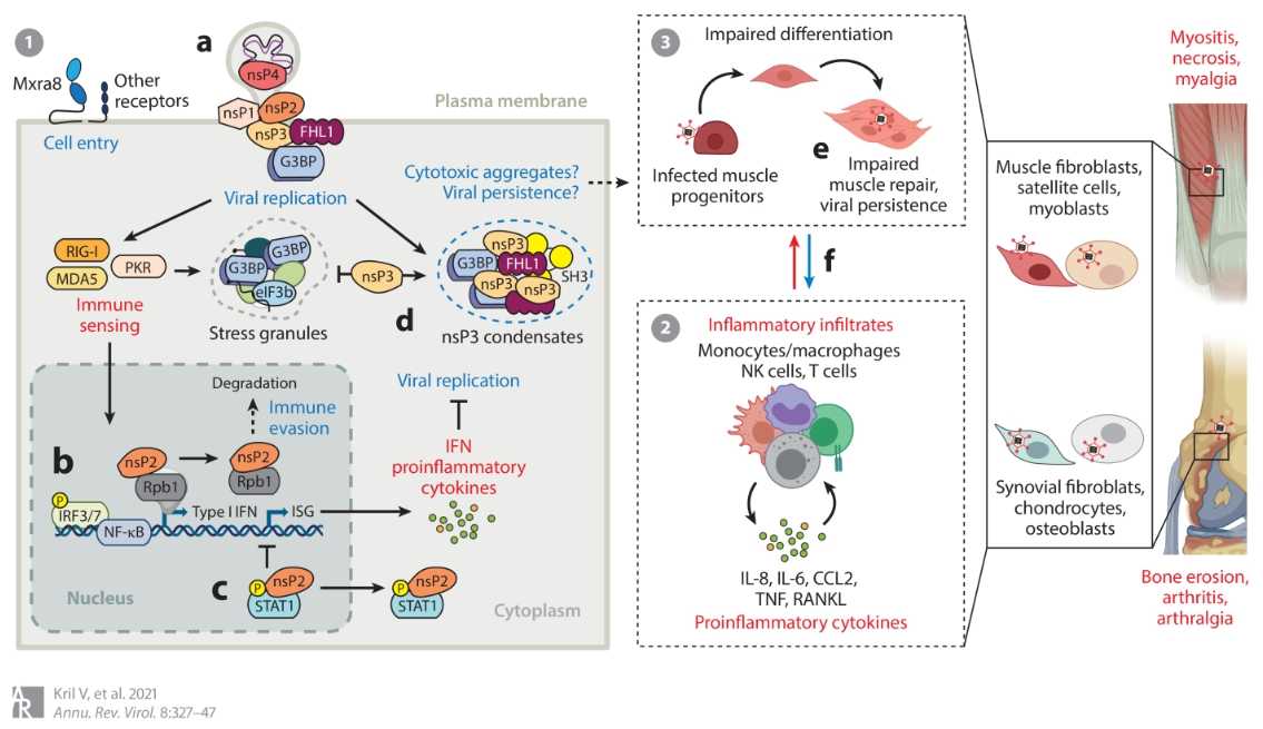 CHIKV Envelope Antigen 2 (aa 339-692) [His] (DAGA-259) - Creative ...